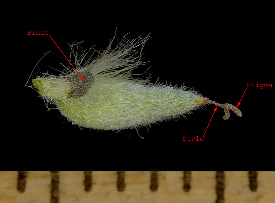 Astragalus Gilviflorus