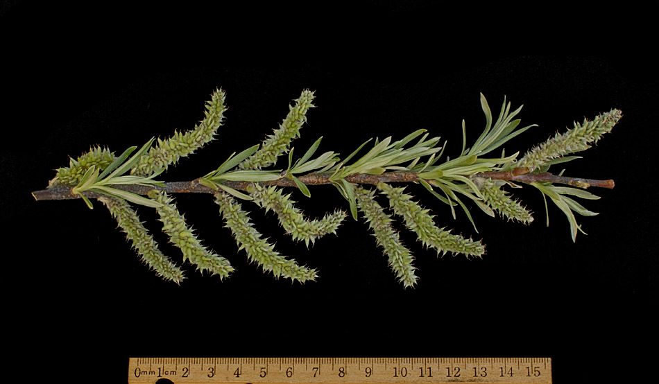Astragalus Gilviflorus