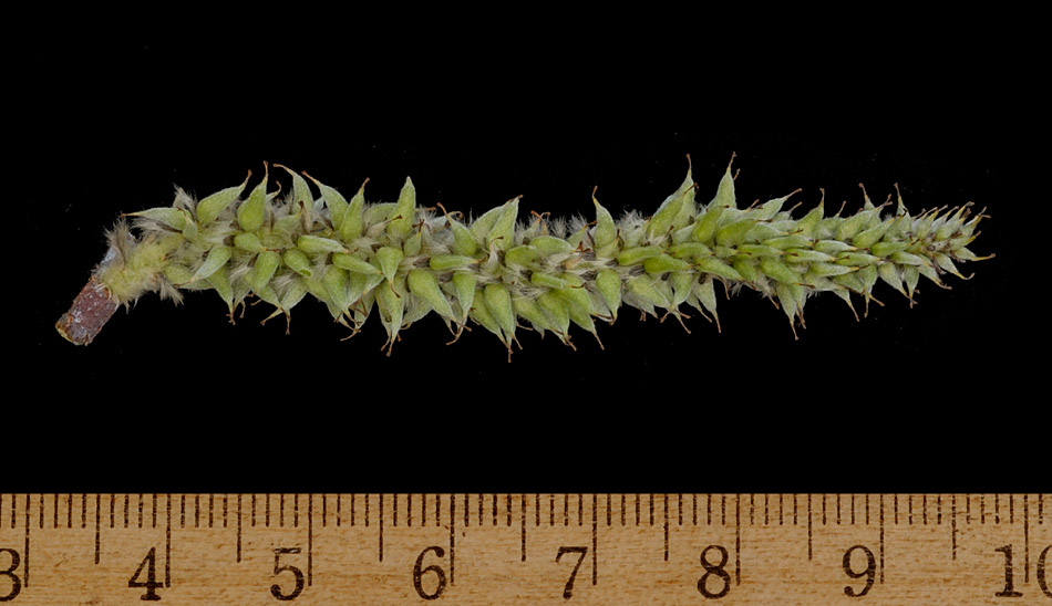 Astragalus Gilviflorus