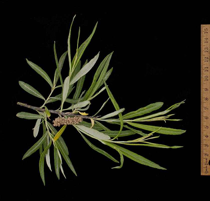 Astragalus Gilviflorus